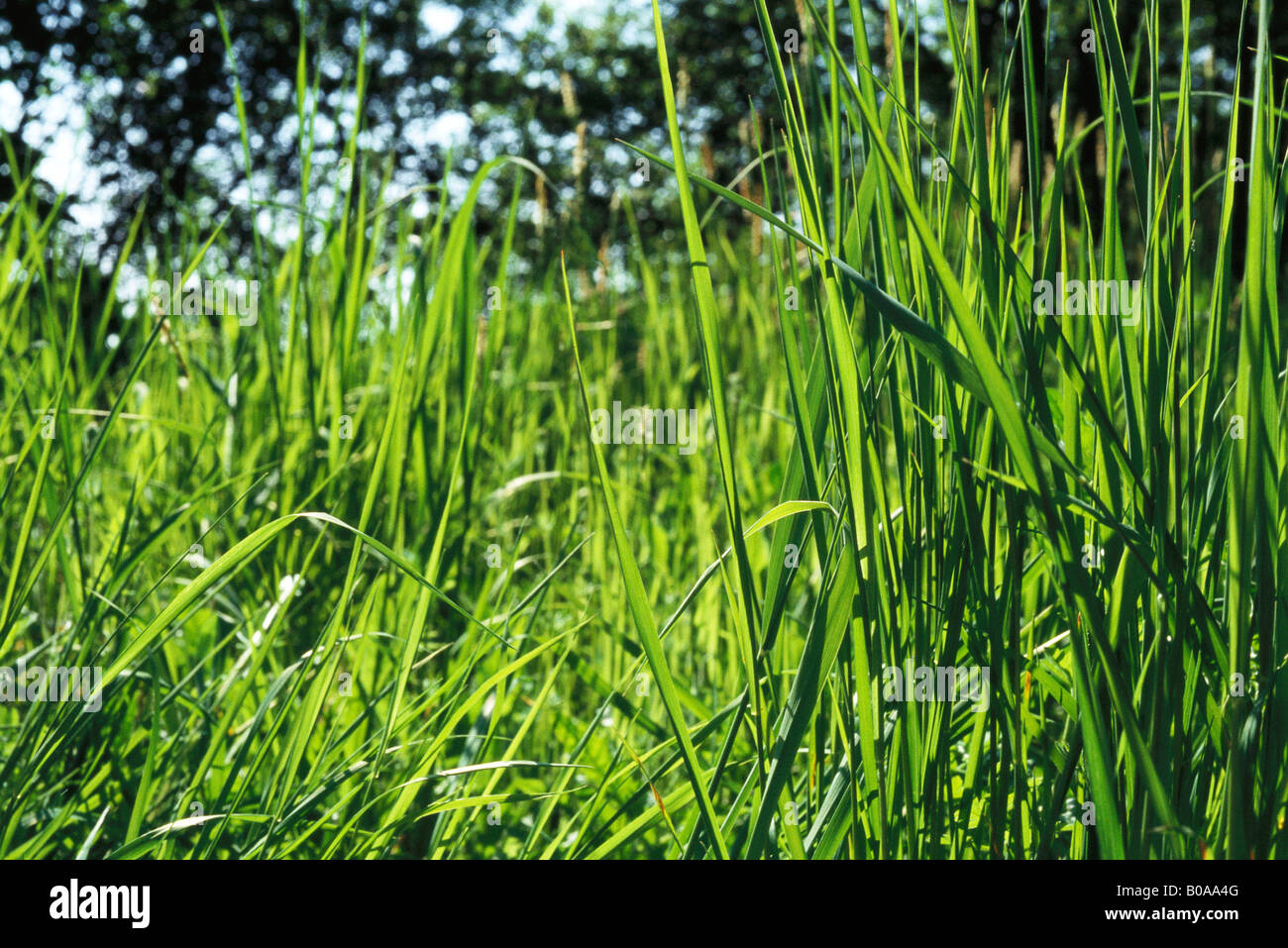 Tall grass growing, close-up, low angle view Stock Photo - Alamy