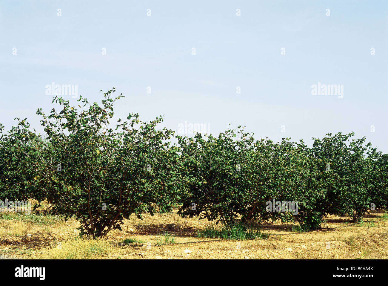 Trees in orchard Stock Photo - Alamy