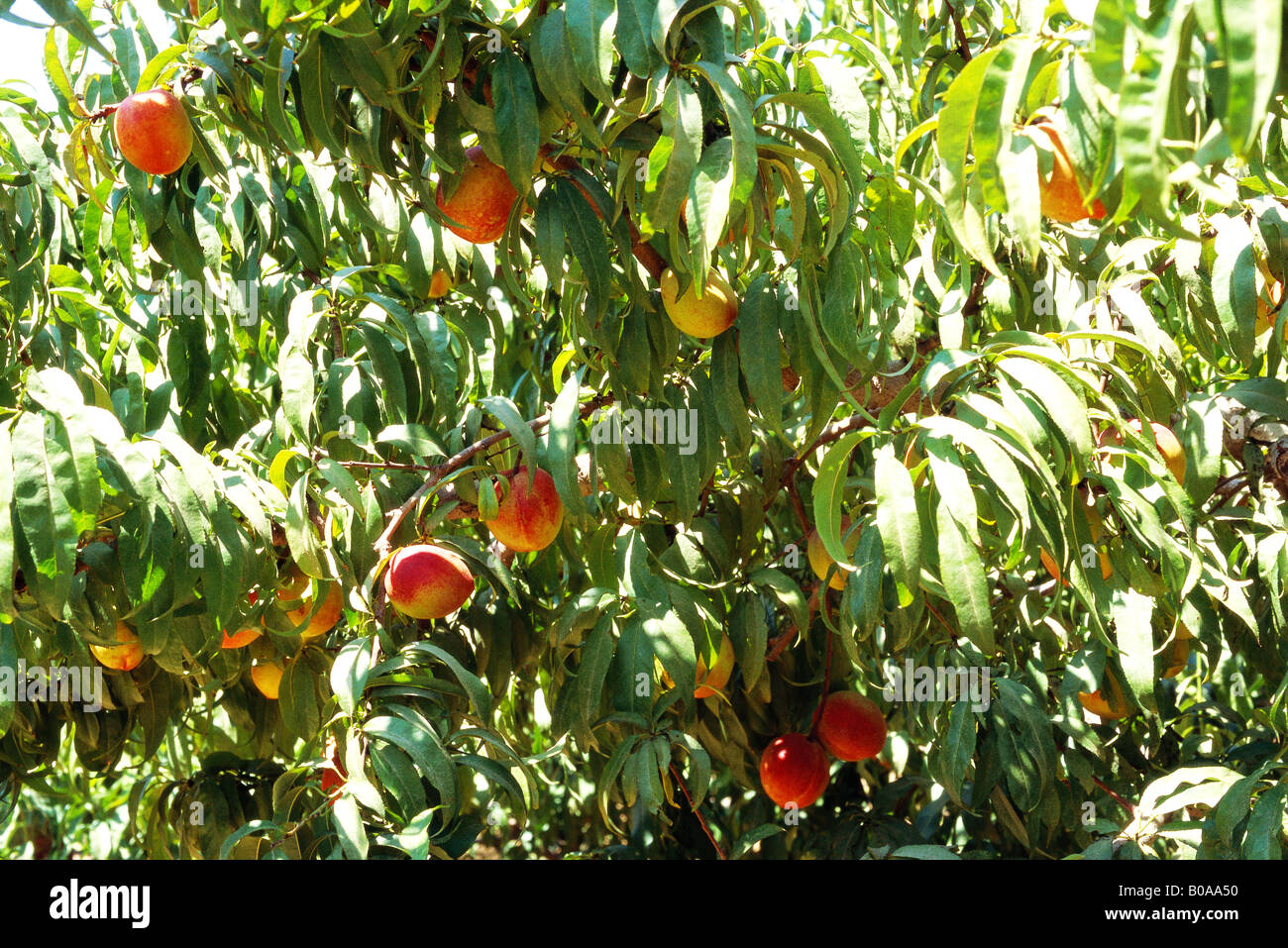 Peach without leaves hi-res stock photography and images - Alamy