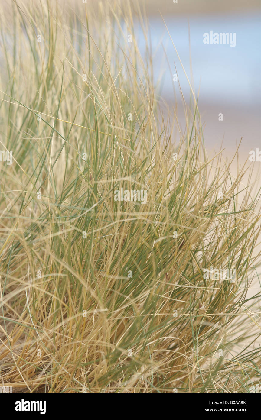 sand dune grass Stock Photo - Alamy