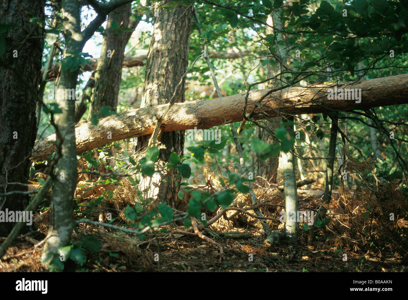 Fallen tree trunk in forest Stock Photo - Alamy