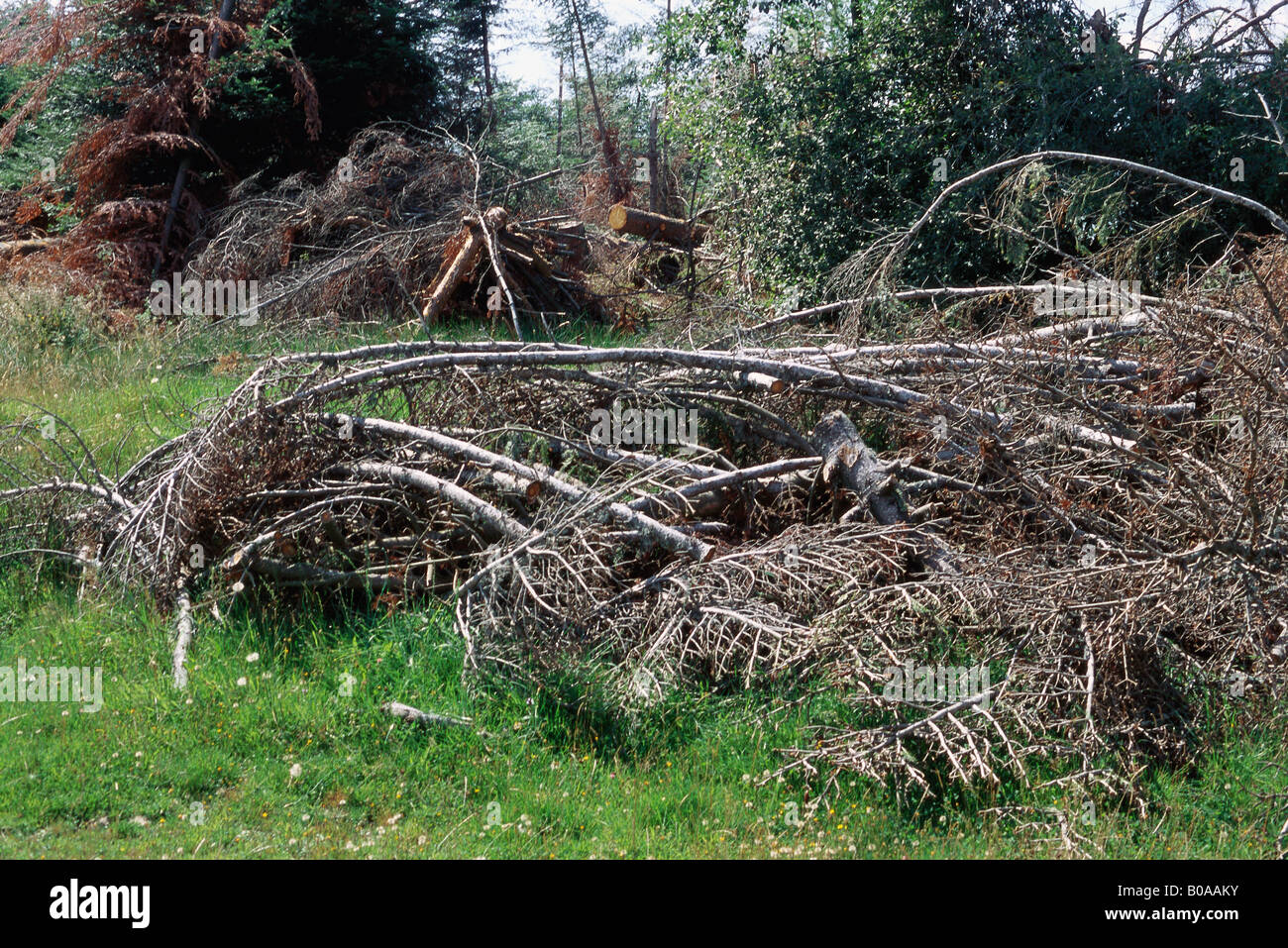 Piles of dead branches after storm Stock Photo - Alamy