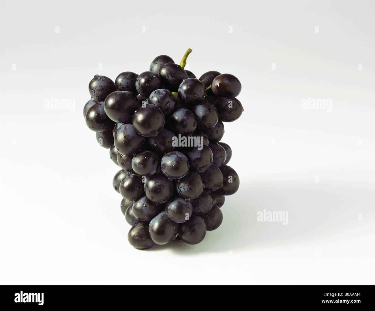 Single Black Grape
