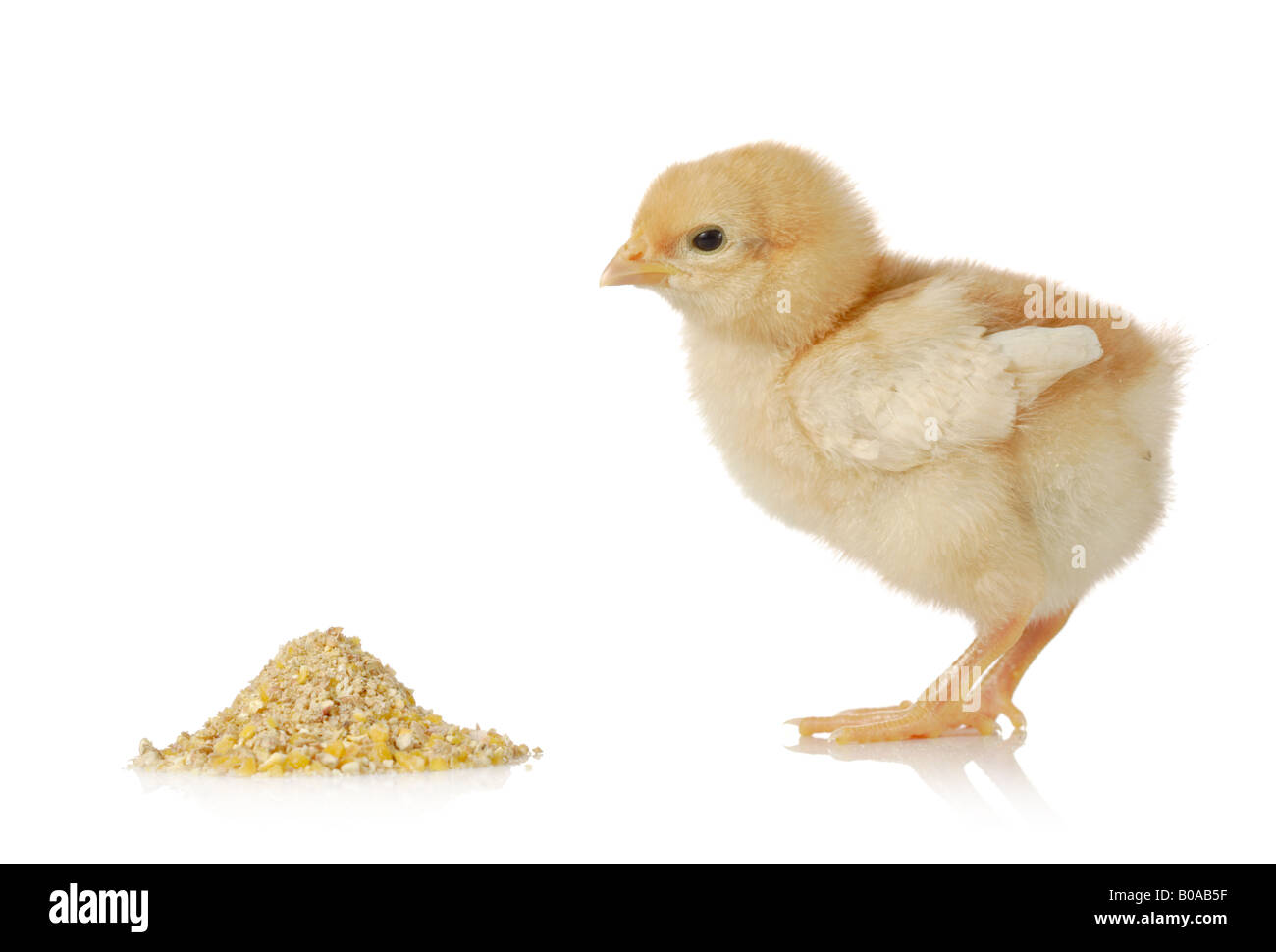 Baby chicken having a meal Stock Photo - Alamy
