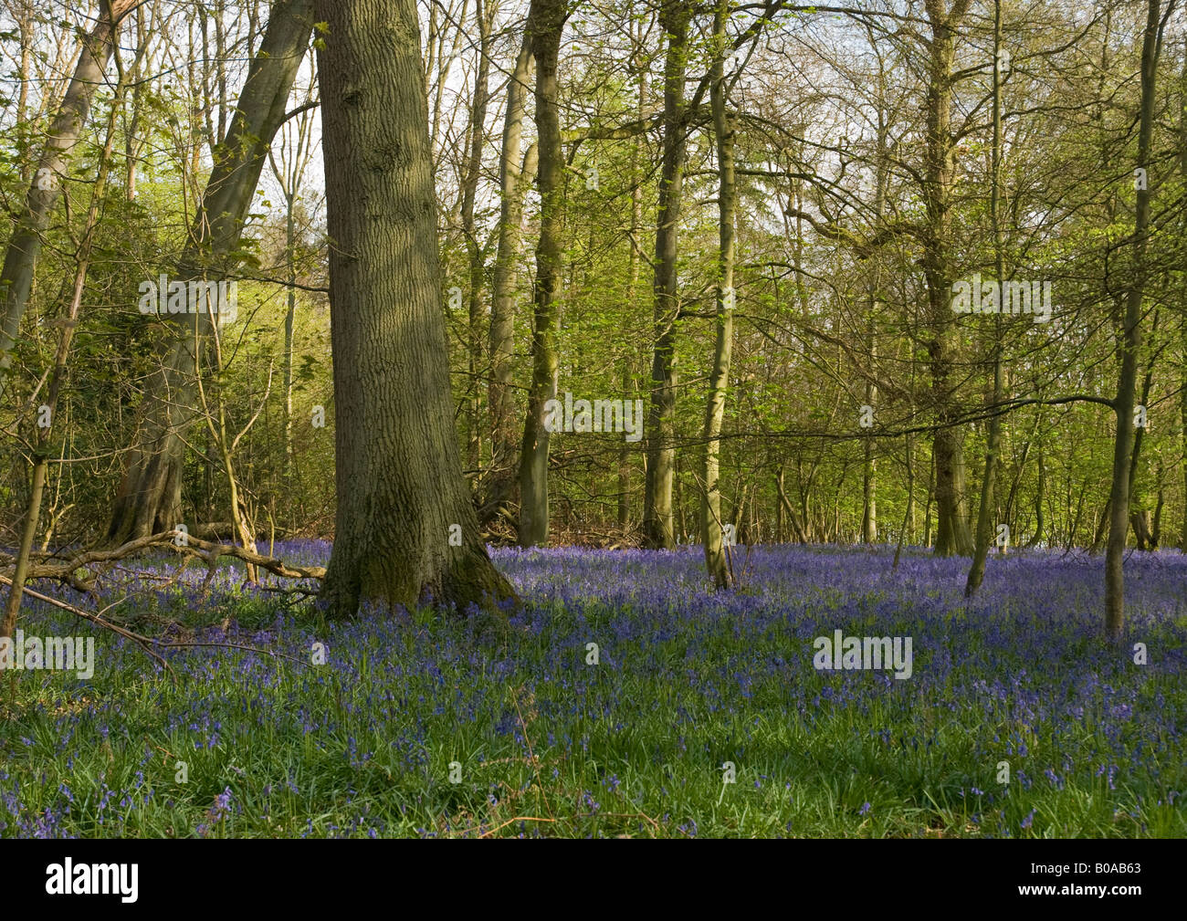 Spring Bluebells in the English countryside Stock Photo - Alamy