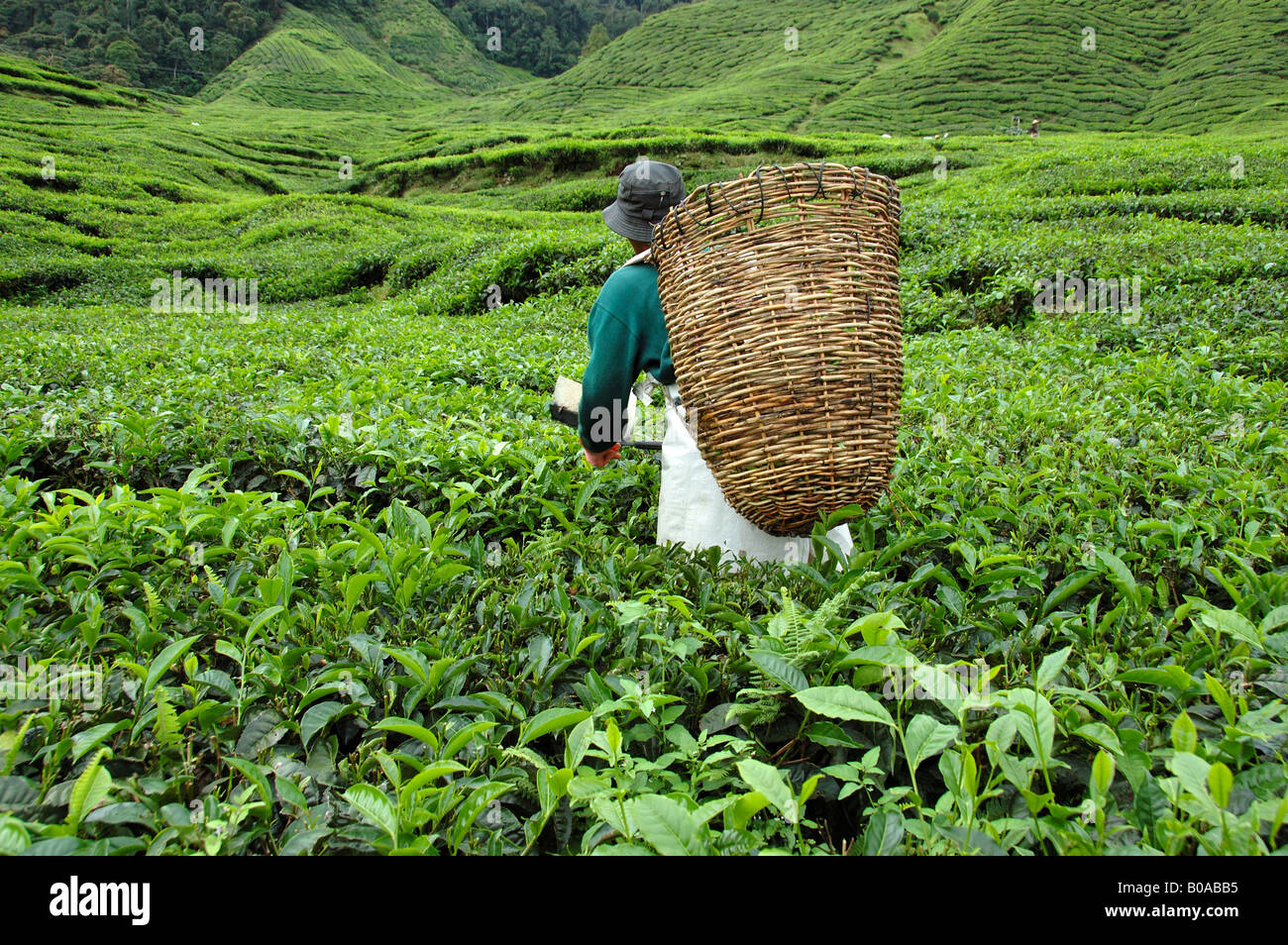 Worker harvesting Tea Stock Photo - Alamy