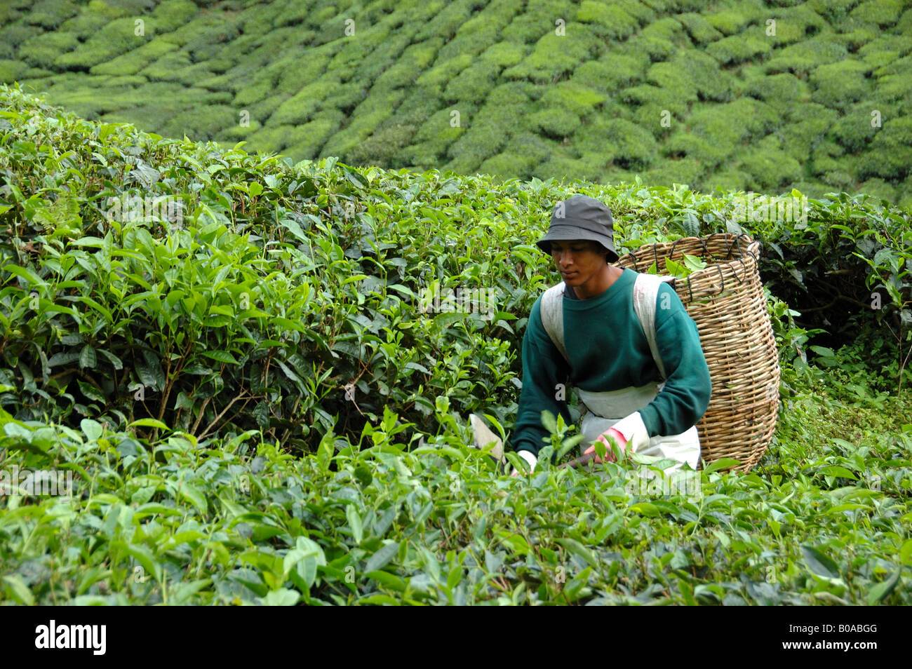 Worker harvesting Tea Stock Photo - Alamy