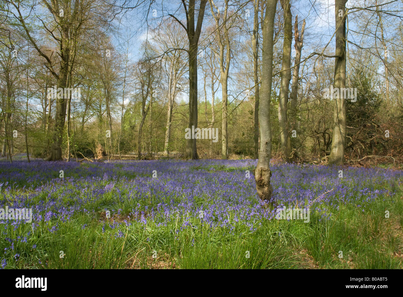 Spring Bluebells in the English countryside Stock Photo - Alamy