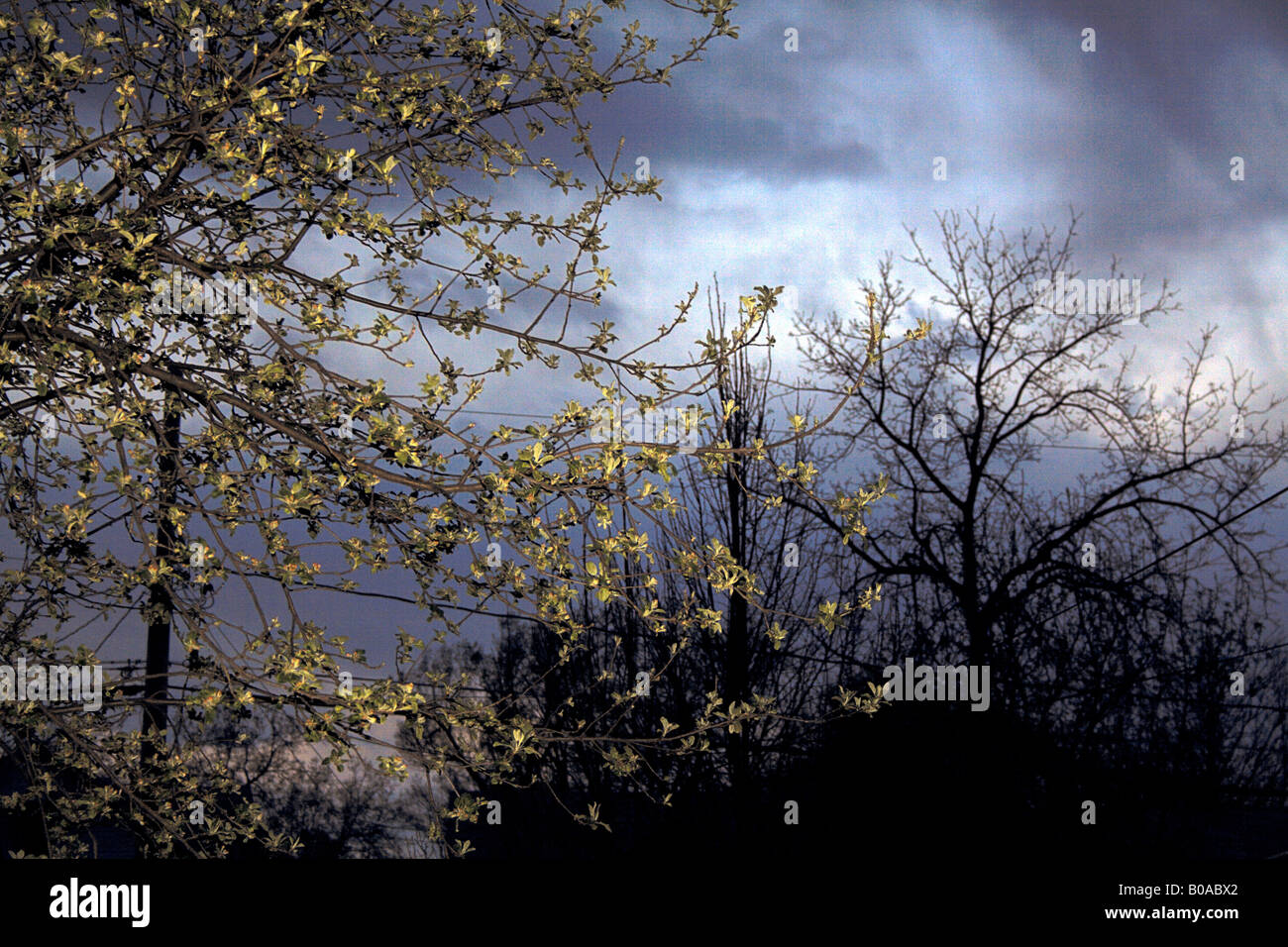 Evening coming in spring Stock Photo - Alamy