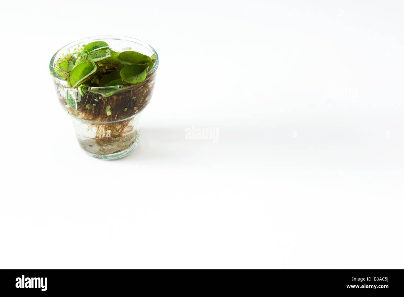 Plant roots growing out Cut Out Stock Images & Pictures - Alamy