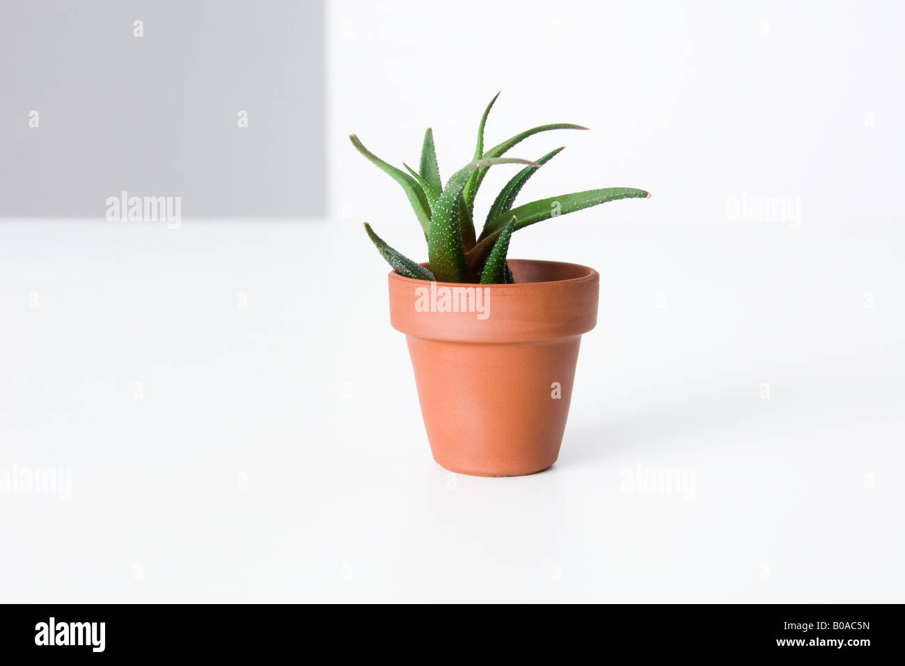 Potted aloe vera plant, close-up Stock Photo - Alamy