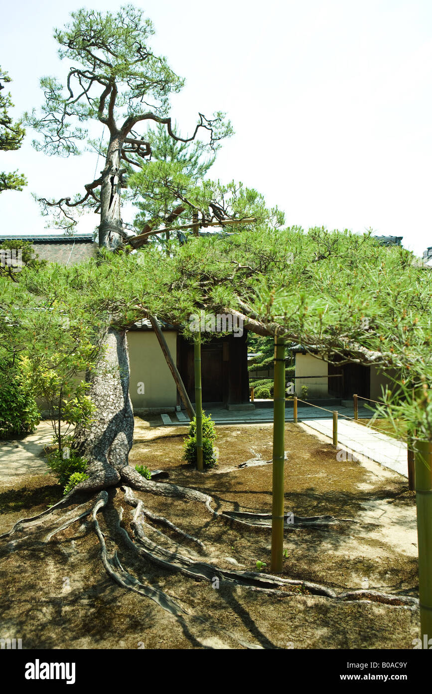 Japanese white pine hi-res stock photography and images - Alamy