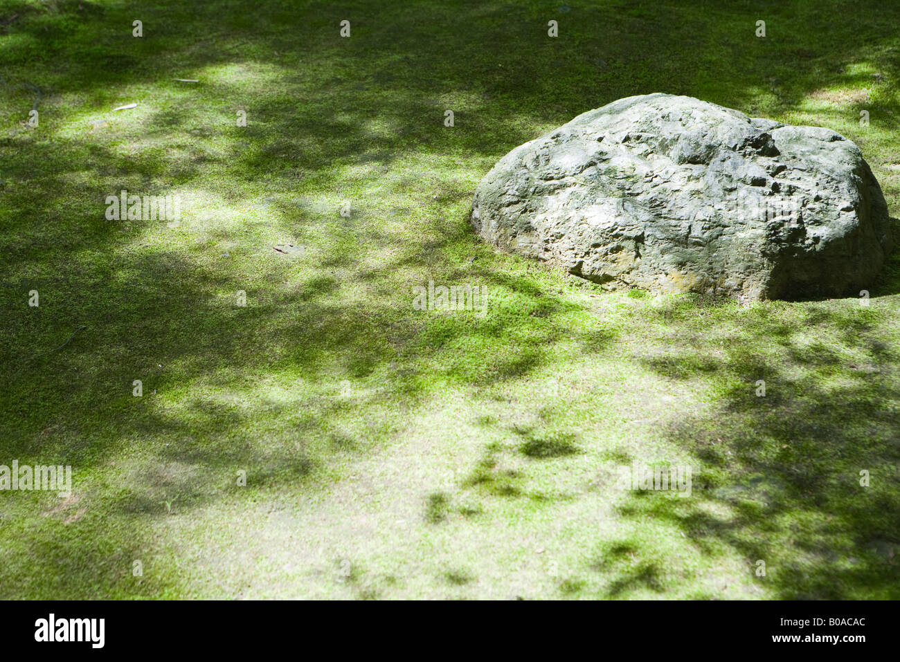 Leaf shadows on grass and rock Stock Photo - Alamy