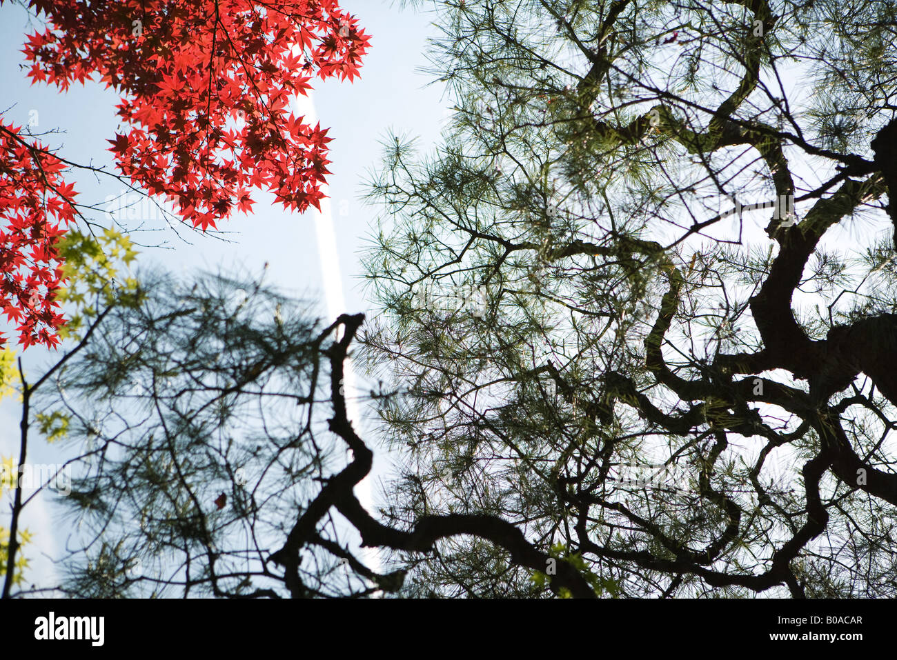 Japanese white pines hi-res stock photography and images - Alamy