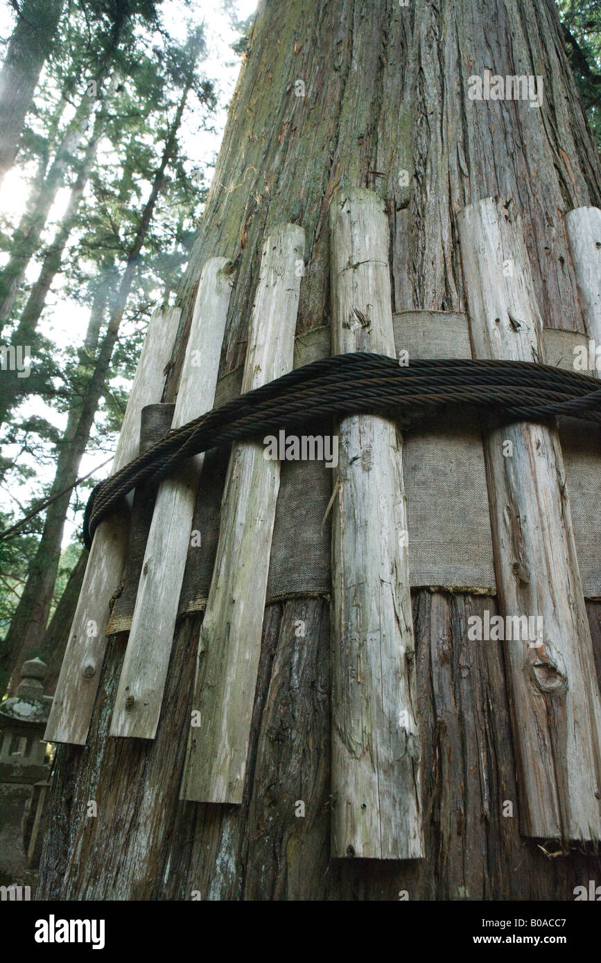 Tied up to tree trunks hi-res stock photography and images - Alamy