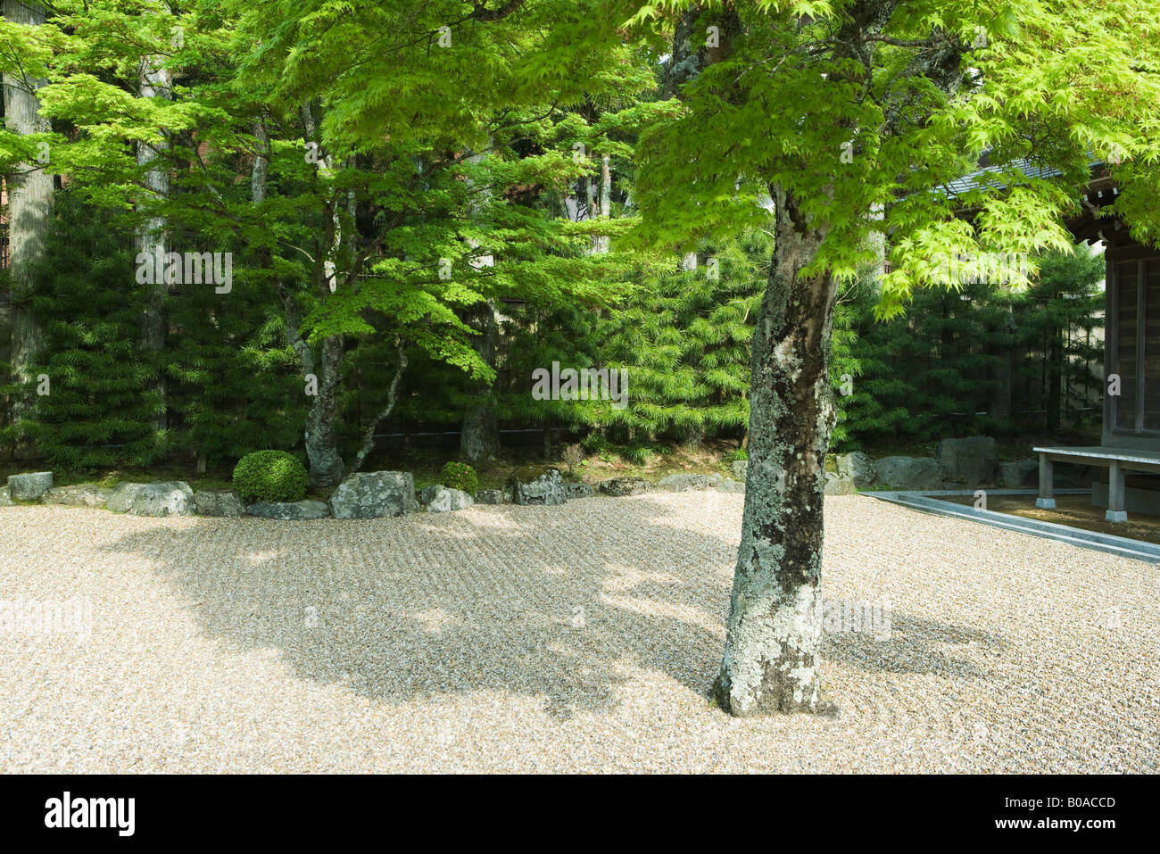 Japanese maples in rock garden Stock Photo - Alamy