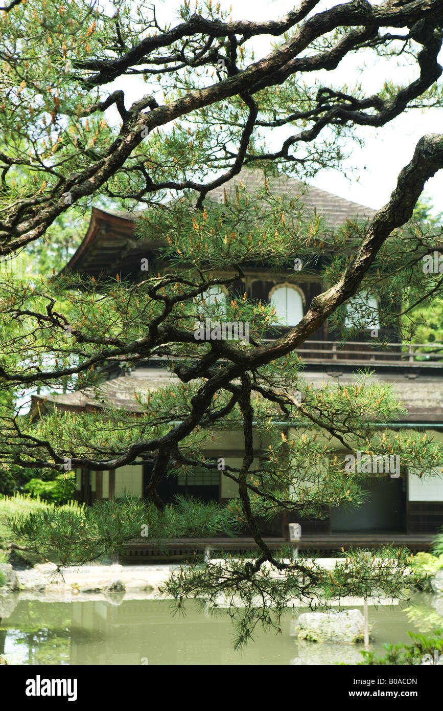 Japanese pagoda viewed through pine branches Stock Photo - Alamy