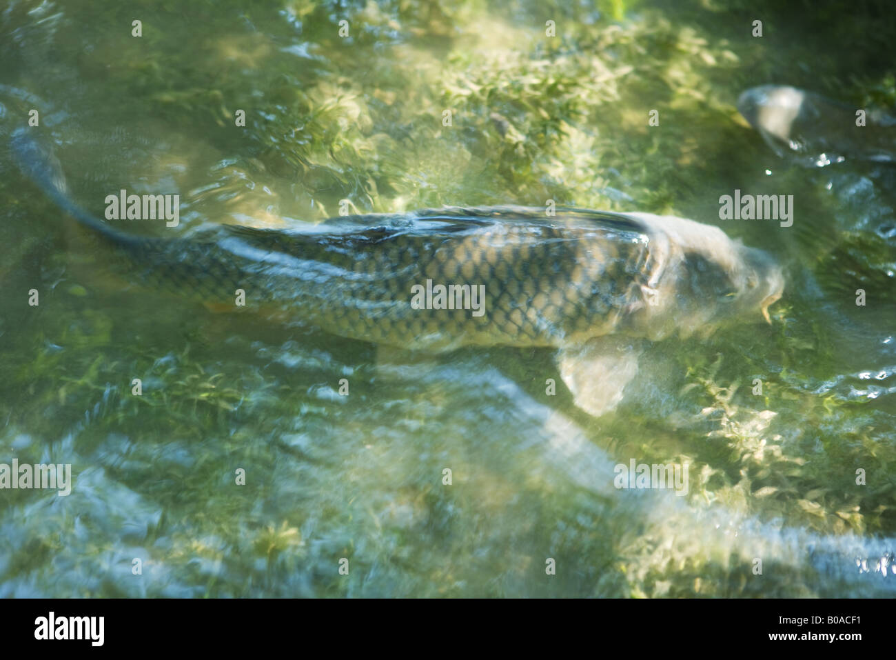 Koi carp in pond, close-up Stock Photo - Alamy