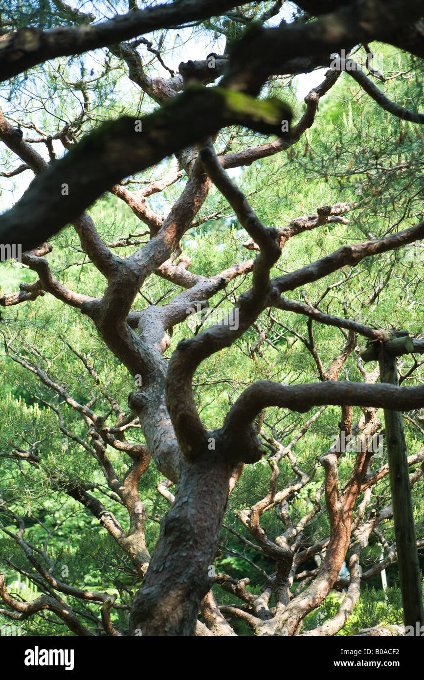 Japanese white pine hi-res stock photography and images - Alamy