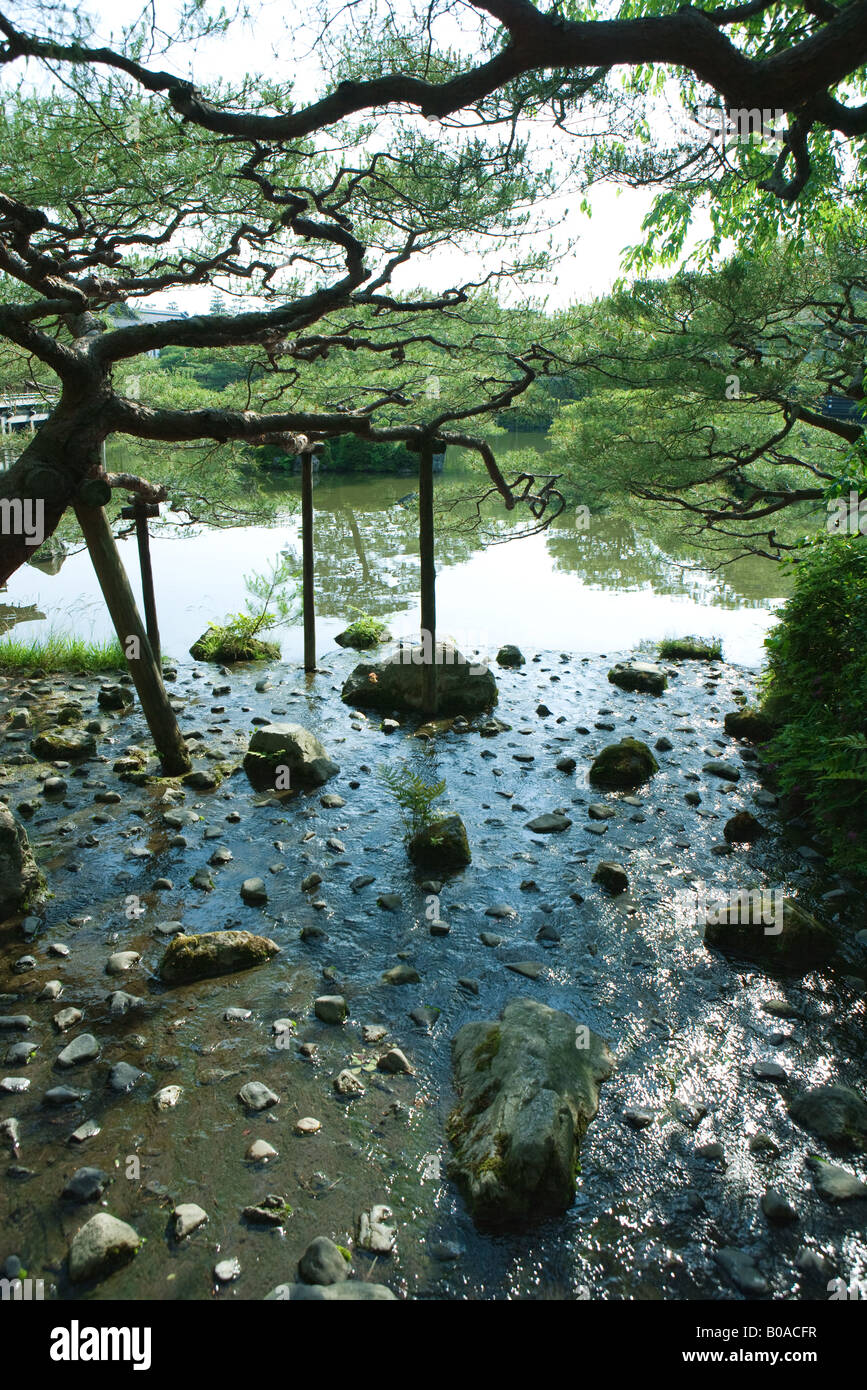 Japanese pine trees being supported by stakes in pond Stock Photo - Alamy