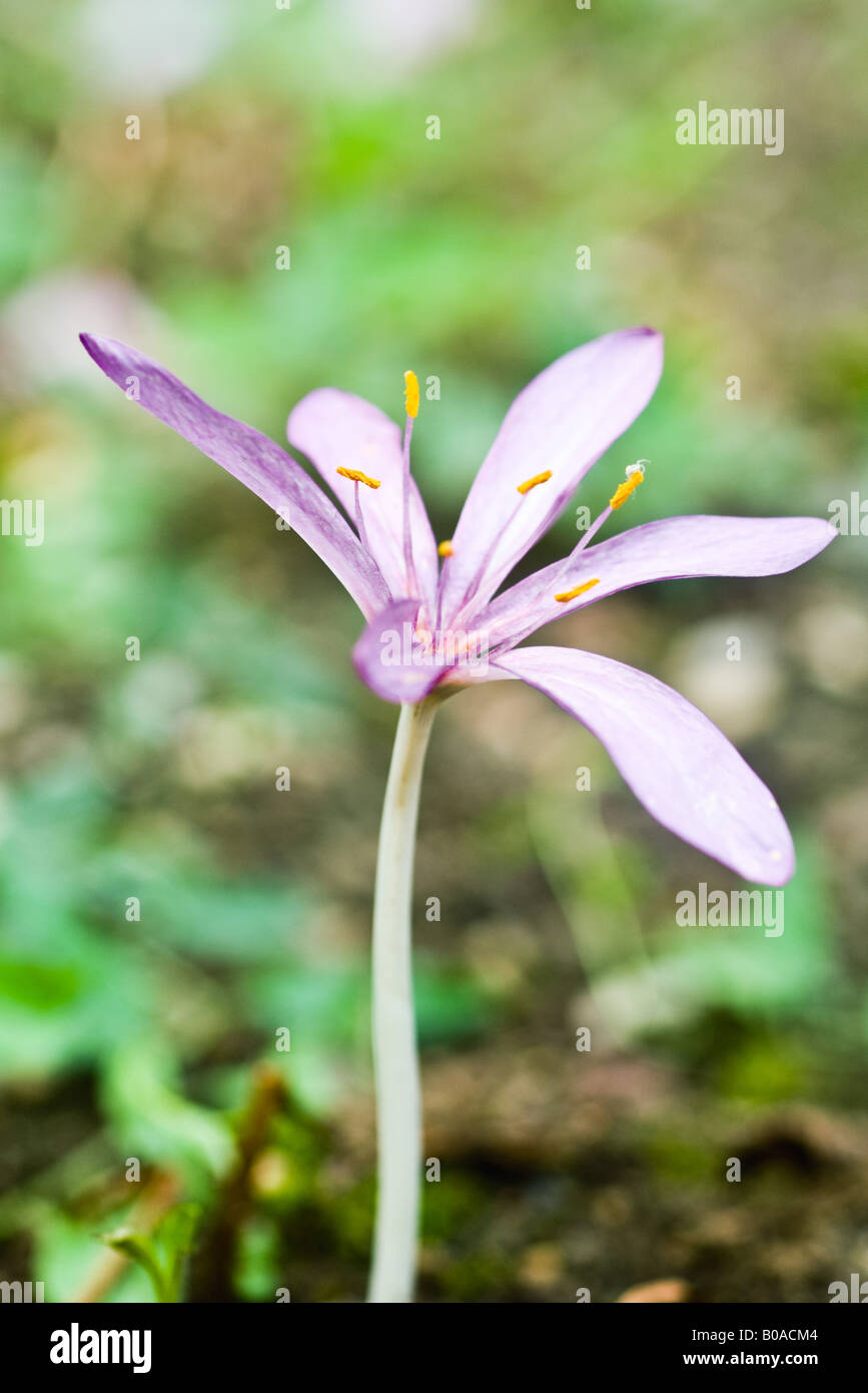 Autumn crocus person hi-res stock photography and images - Alamy