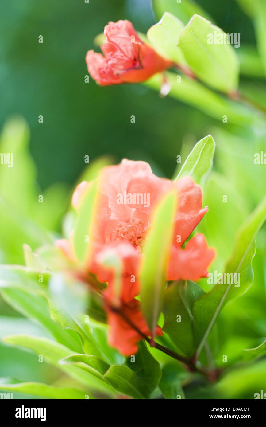 Pomegranate flower image hi-res stock photography and images - Alamy