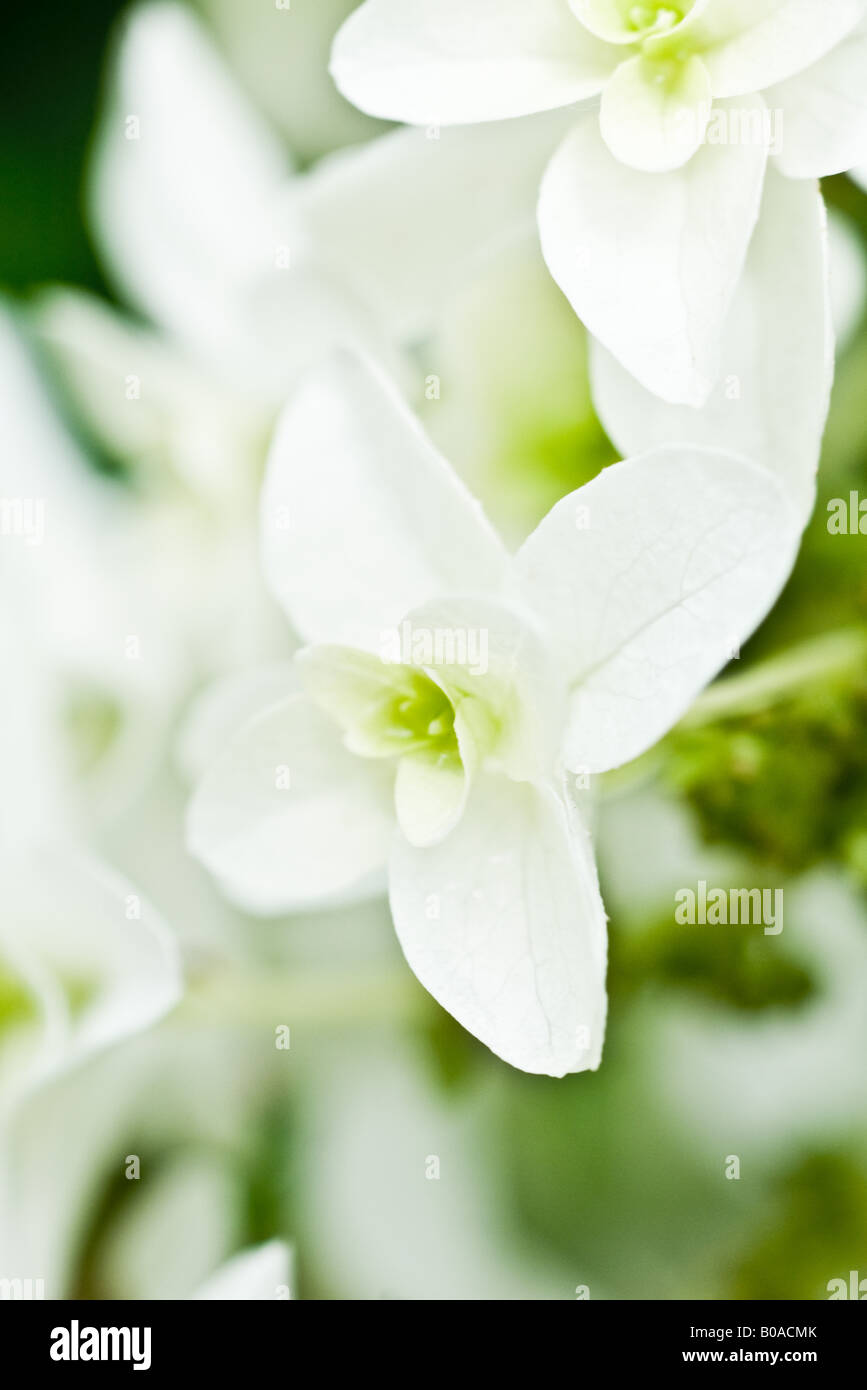 White hydrangea, close-up Stock Photo - Alamy
