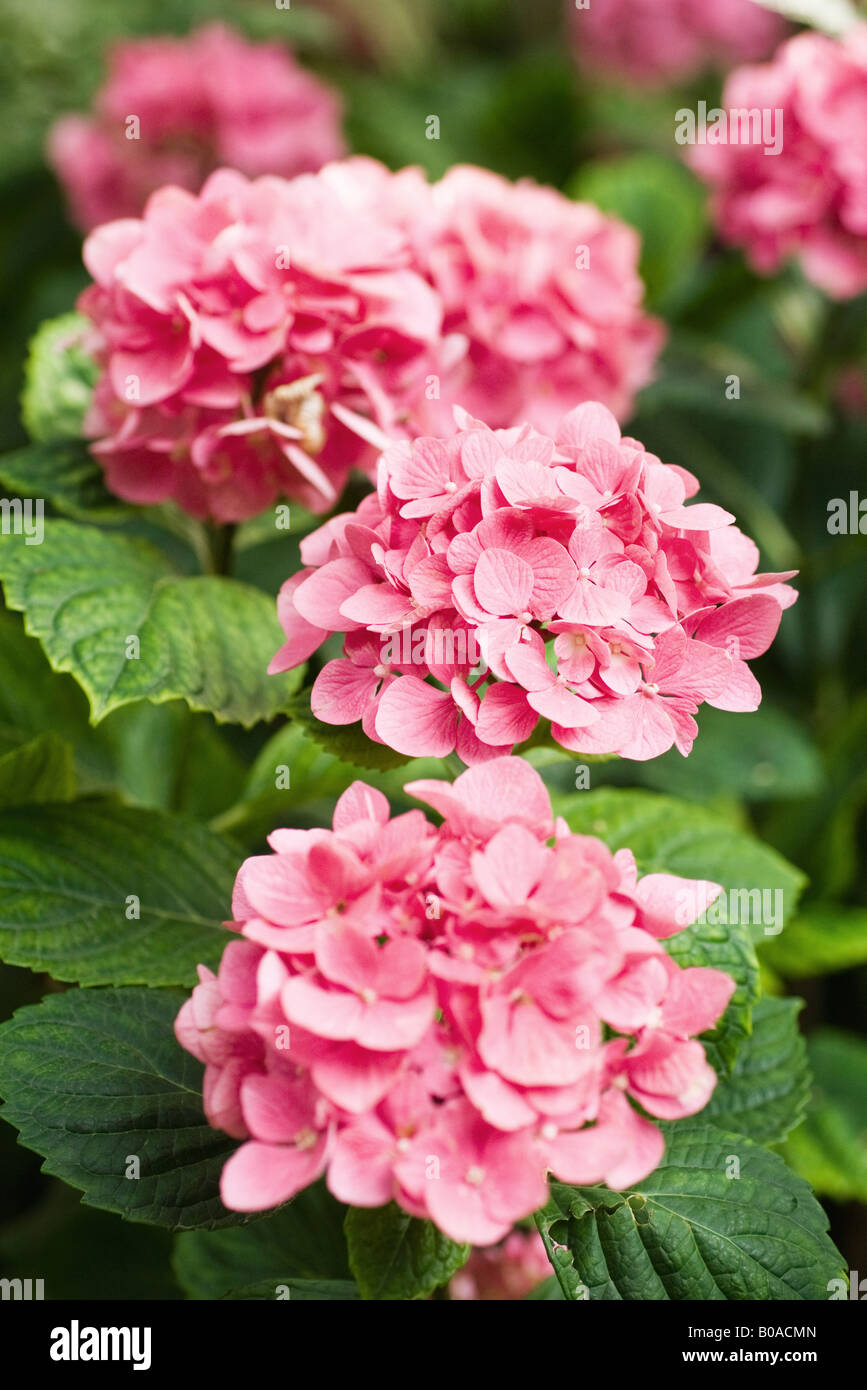 Pink hydrangea, close-up Stock Photo - Alamy