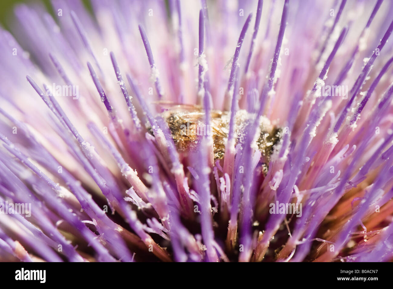 Bee gathering pollen on thistle, close-up Stock Photo - Alamy