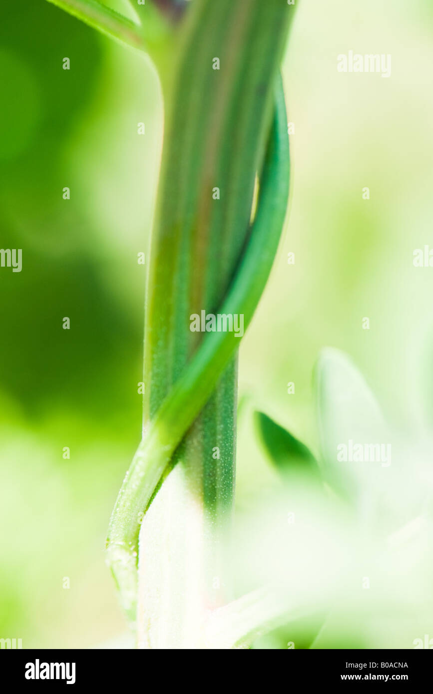 Vine curling around stem, close-up Stock Photo - Alamy