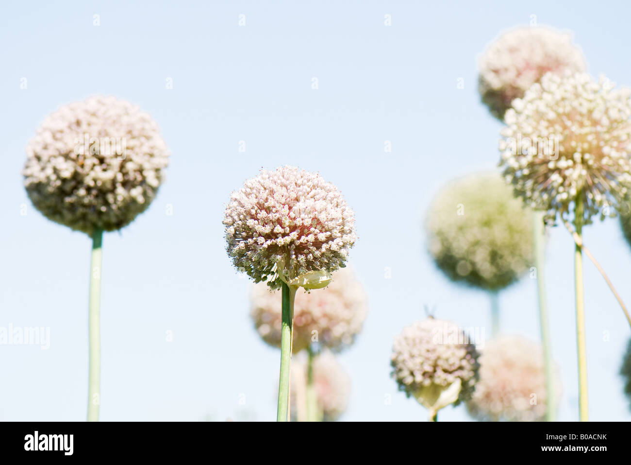 Group of allium flowers hi-res stock photography and images - Alamy