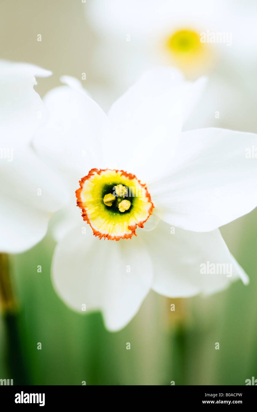 Narcissus flower, close-up Stock Photo - Alamy