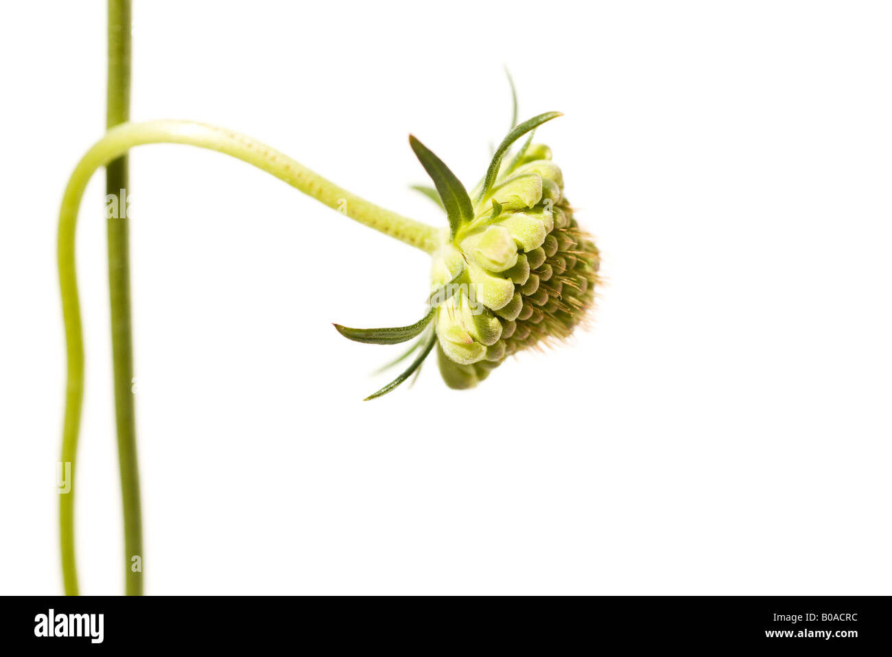 Bud side view hi-res stock photography and images - Alamy