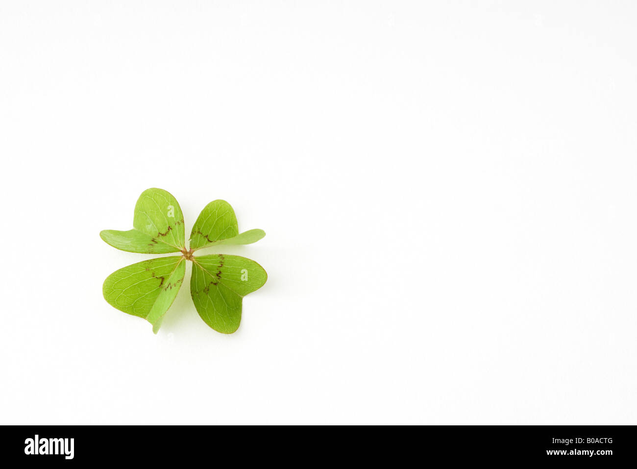 Four leaf clover Stock Photo - Alamy