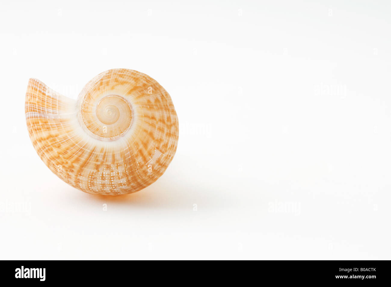 Seashell theme hi-res stock photography and images - Alamy