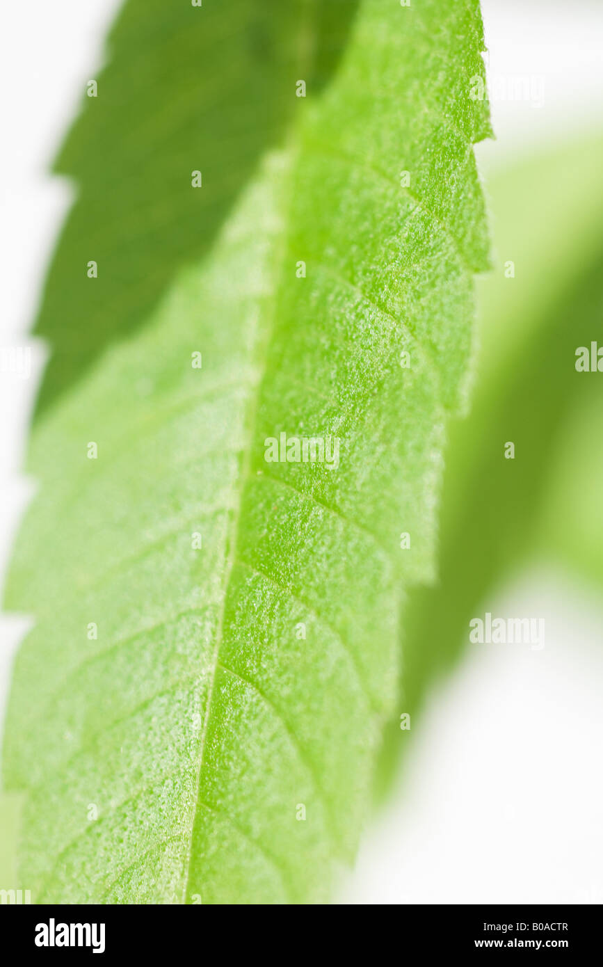 Verbena leaf hi-res stock photography and images - Alamy
