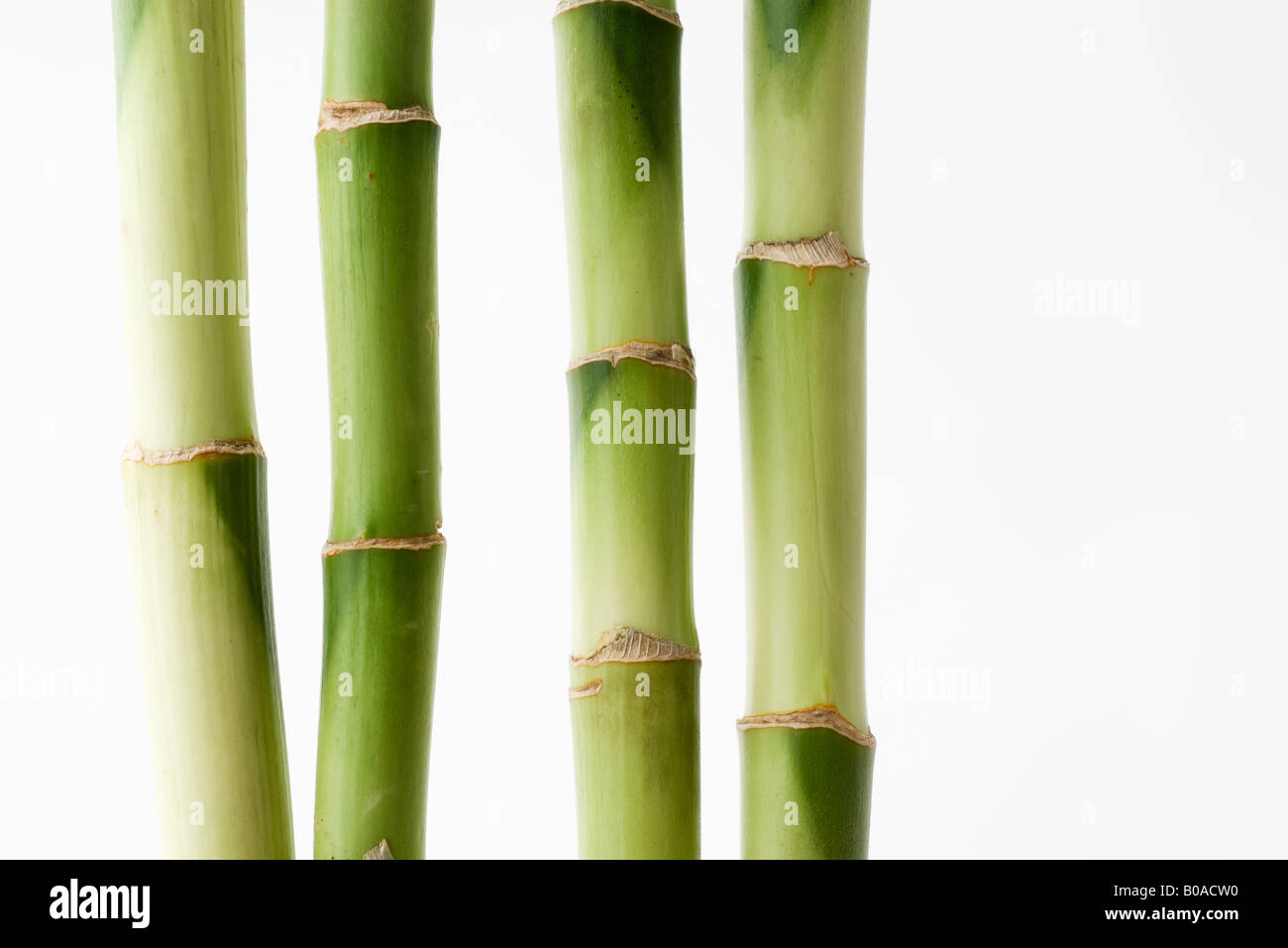 Cut bamboo stems hi-res stock photography and images - Alamy