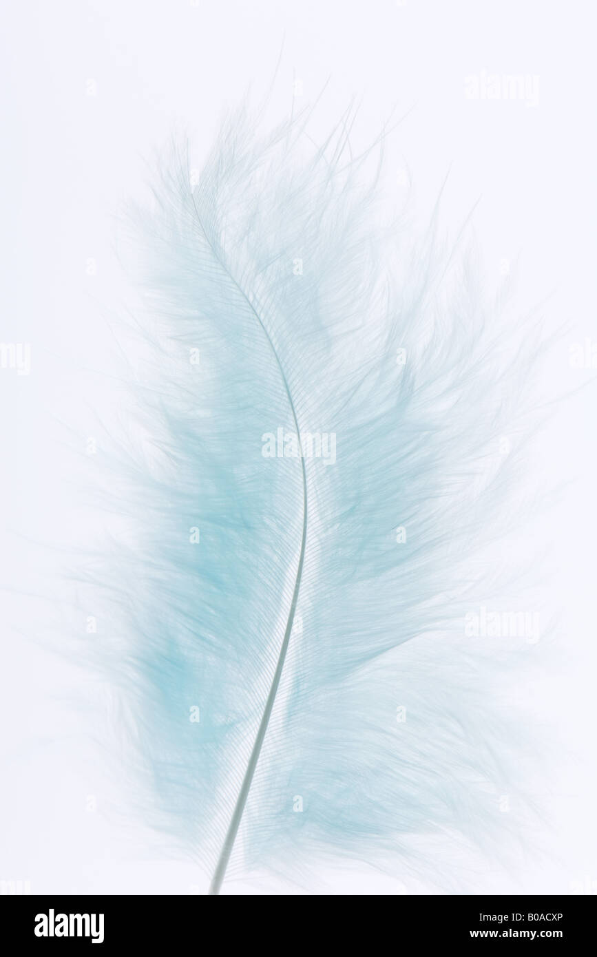 Delicate feather textures hi-res stock photography and images - Alamy