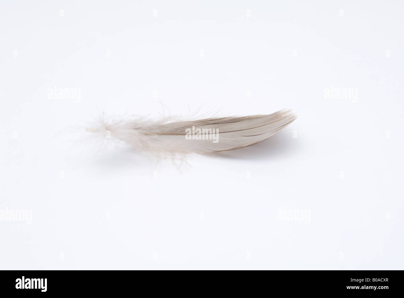 Whole feather hi-res stock photography and images - Alamy