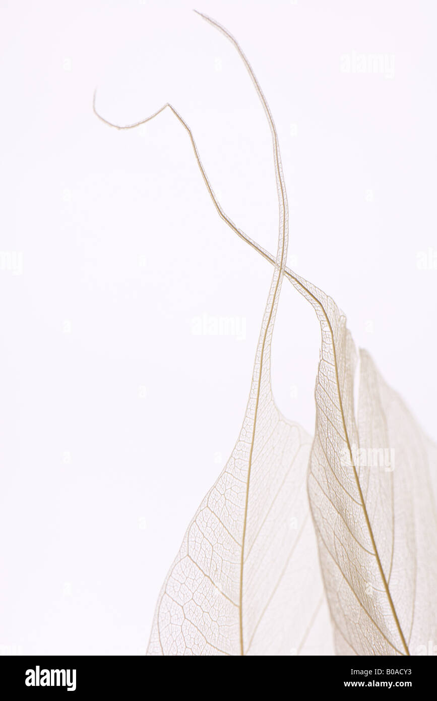 Translucent leaves, close-up Stock Photo - Alamy