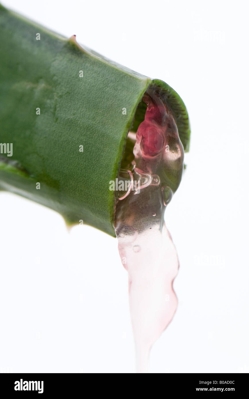 Aloe vera leaf and gel, close-up Stock Photo - Alamy