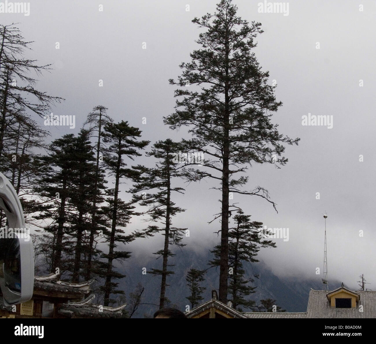 Cold winter wind blowing at the pine trees at the foothill of the ...