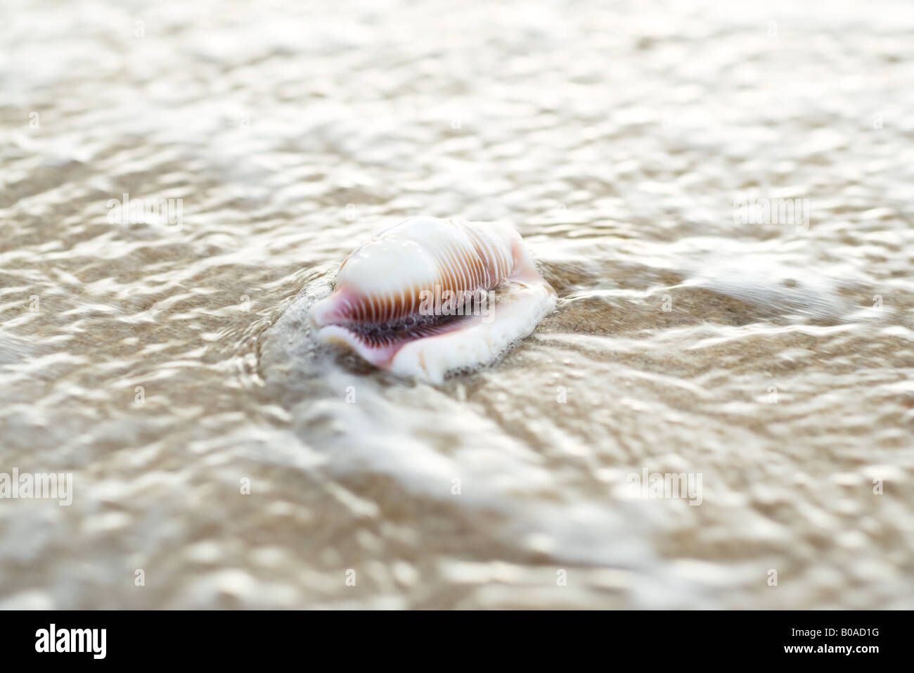 Seashell and surf, close-up Stock Photo - Alamy