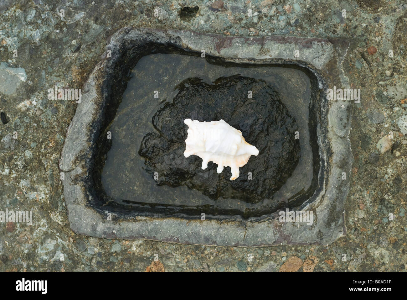 Conch basin hi-res stock photography and images - Alamy