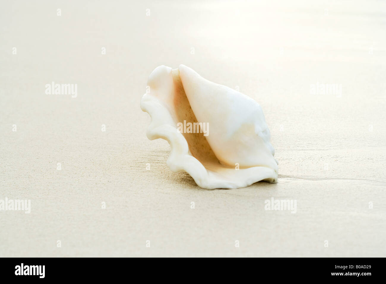 Seashell on the beach, close-up Stock Photo - Alamy