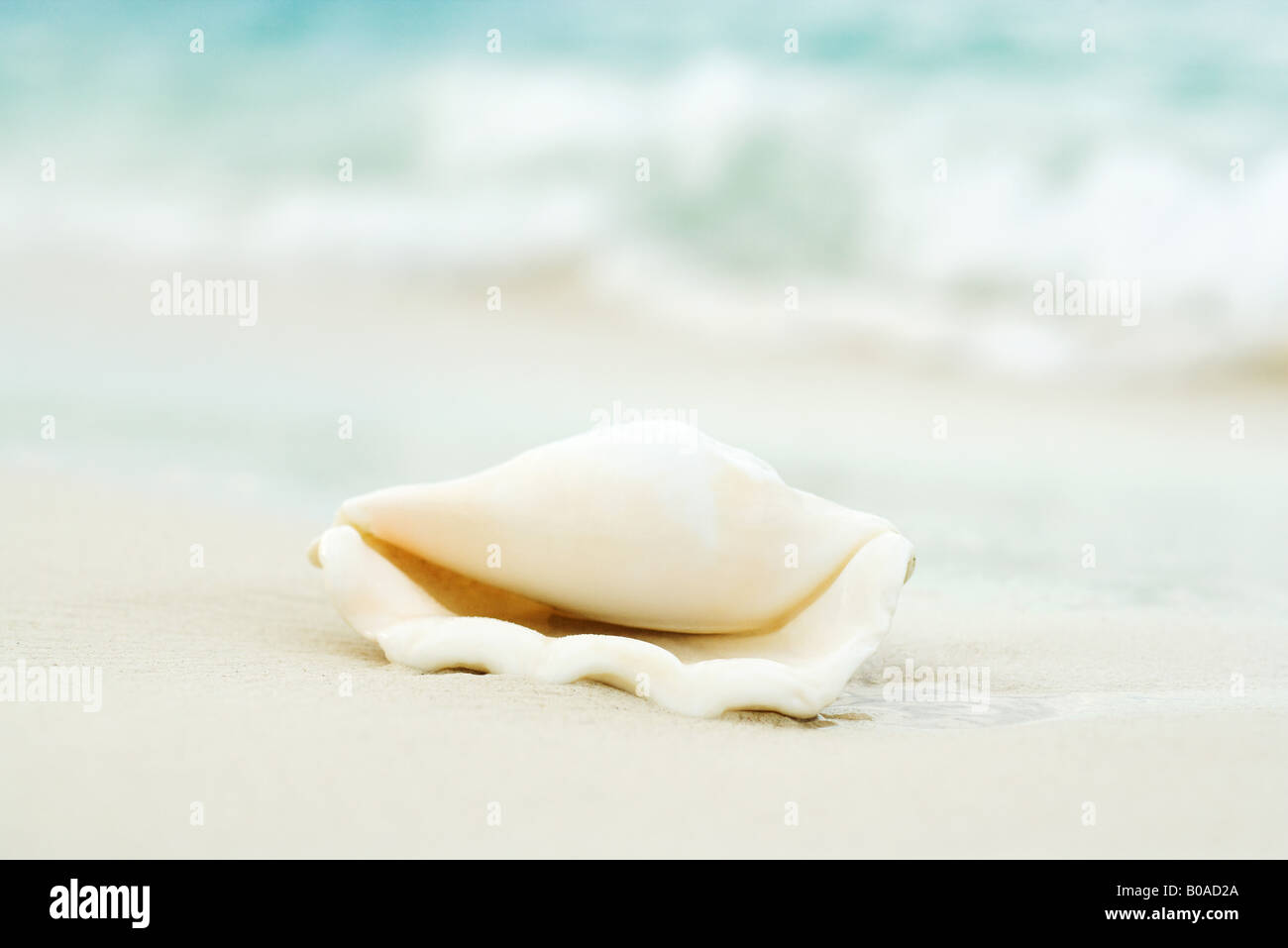 Seashell on the beach, close-up Stock Photo - Alamy