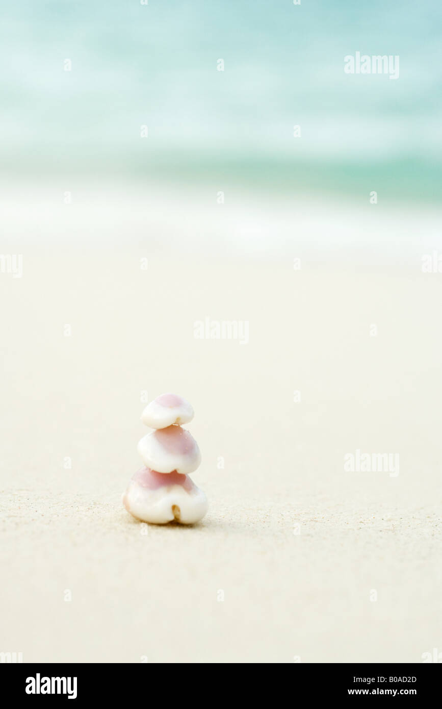Minimalist seashell hi-res stock photography and images - Alamy