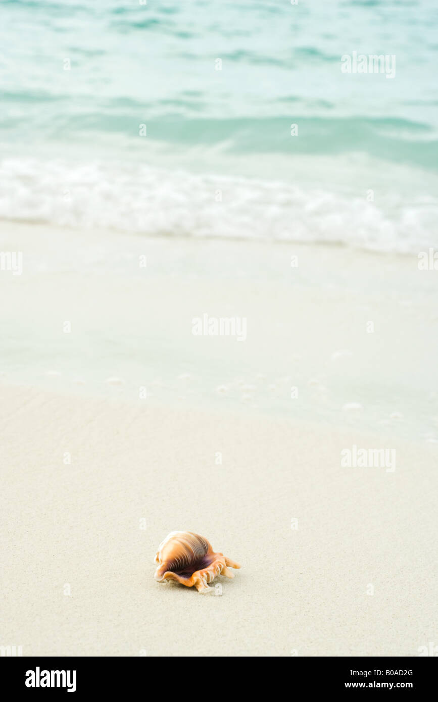 Large seashell washed up on beach Stock Photo - Alamy