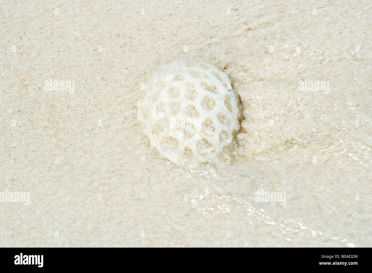 Washed up coral hi-res stock photography and images - Alamy