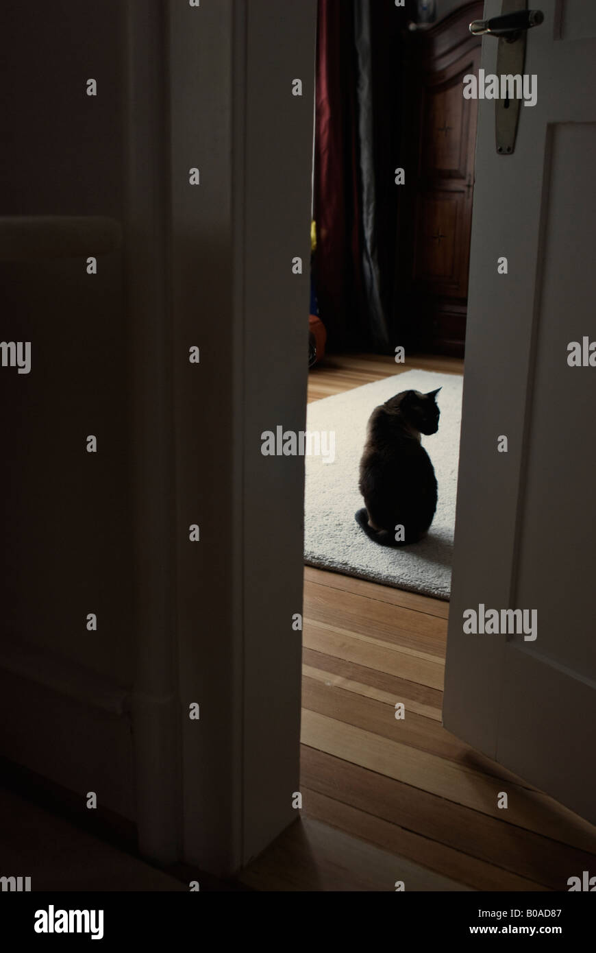 cat in an empty room Stock Photo - Alamy